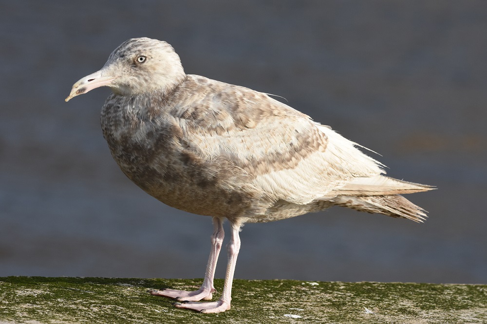 Recent records — Birds in Moray and Nairn