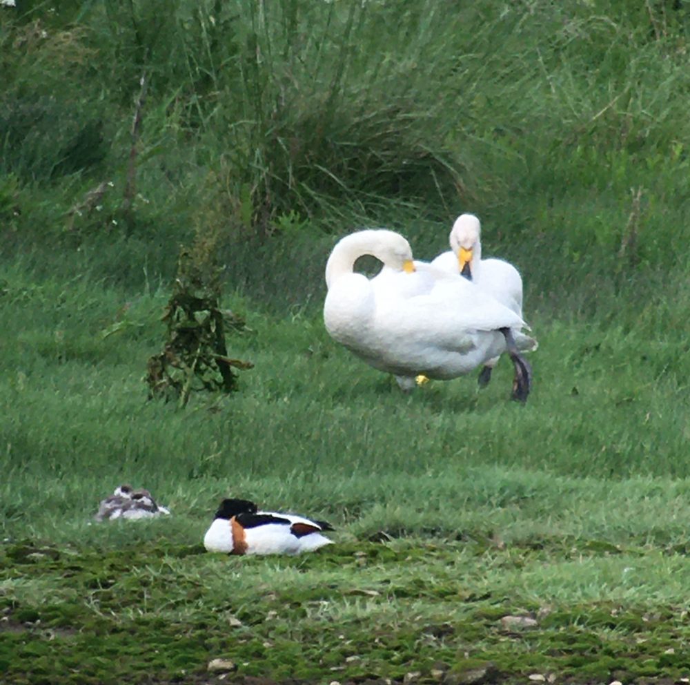Recent records — Birds in Moray and Nairn