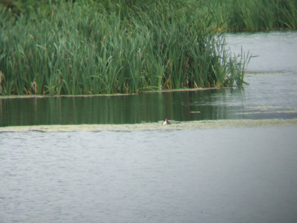 Recent records — Birds in Moray and Nairn