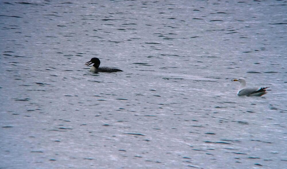 Recent records — Birds in Moray and Nairn