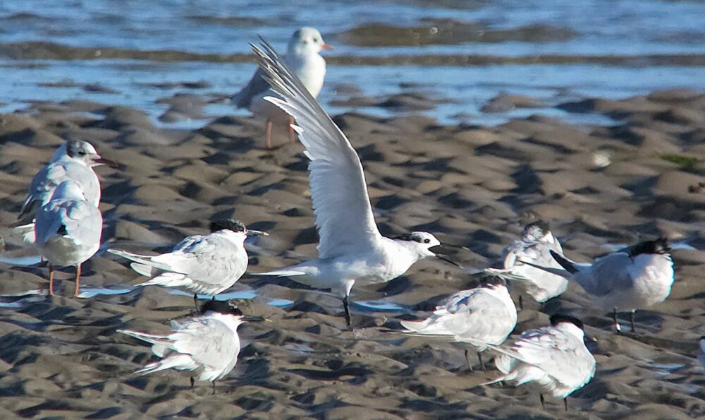 Recent records — Birds in Moray and Nairn