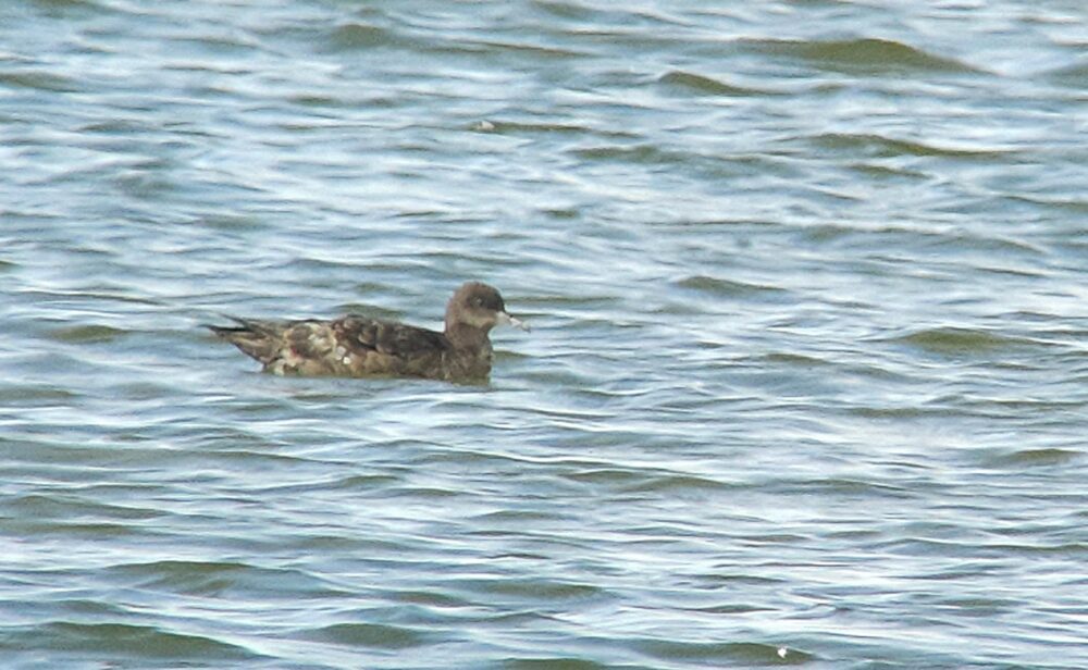 Recent records — Birds in Moray and Nairn