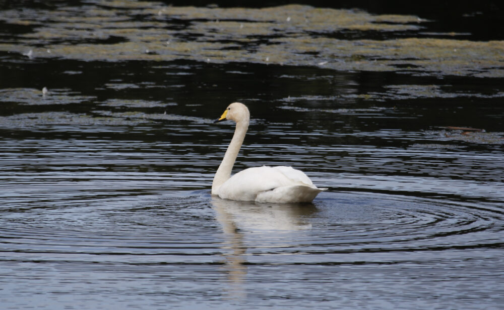 Recent records — Birds in Moray and Nairn