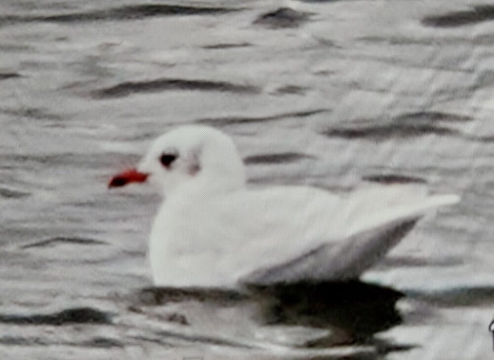 Recent records — Birds in Moray and Nairn