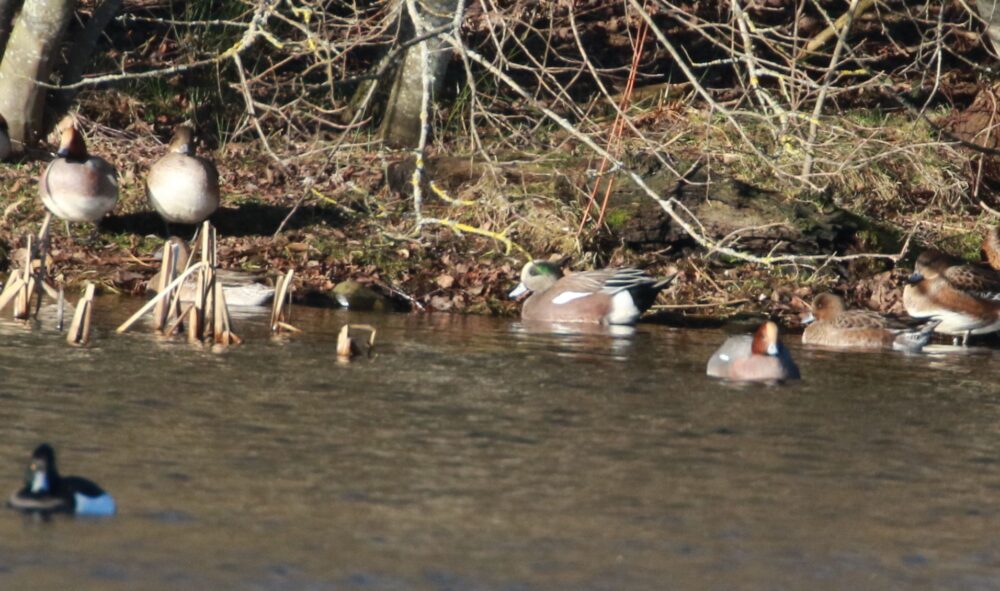 Recent records — Birds in Moray and Nairn