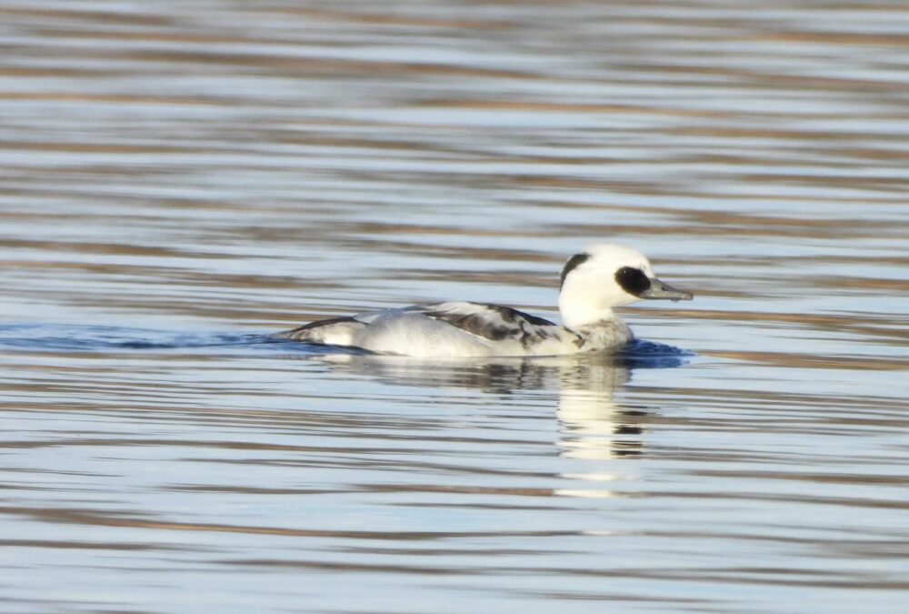 Recent records — Birds in Moray and Nairn