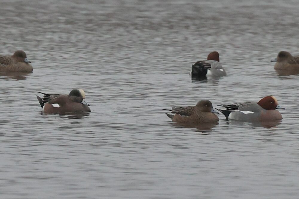 Recent records — Birds in Moray and Nairn