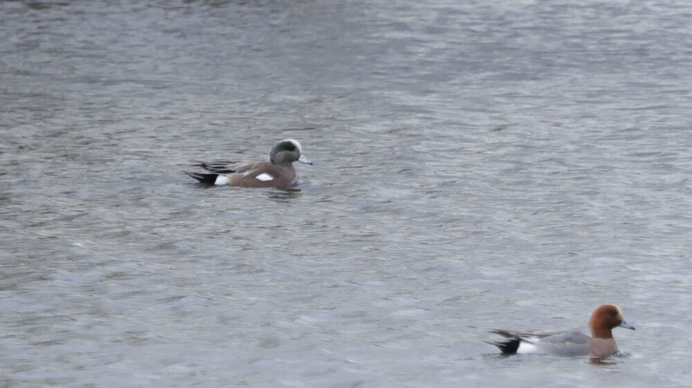 Recent records — Birds in Moray and Nairn