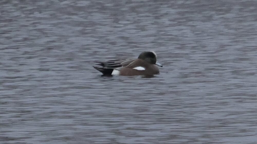 Recent records — Birds in Moray and Nairn