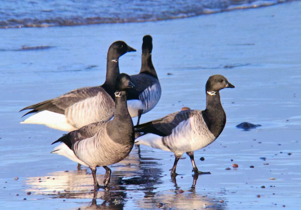 Recent records — Birds in Moray and Nairn