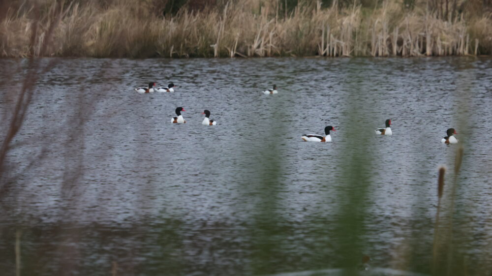 Recent records — Birds in Moray and Nairn