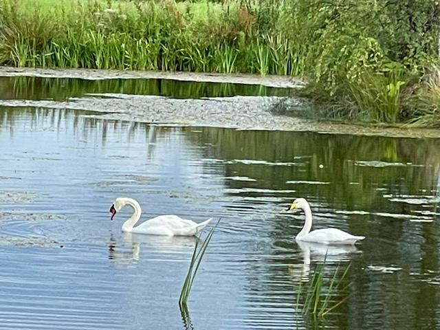 Recent records — Birds in Moray and Nairn